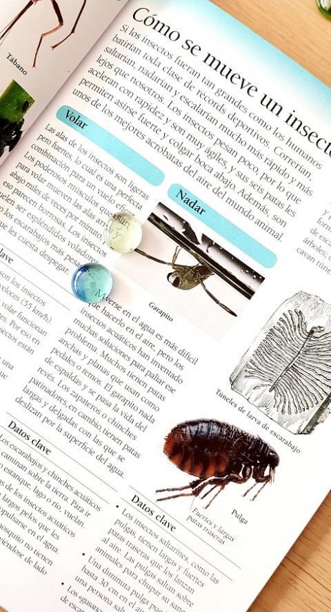 Colección de Cuadernos de Trabajo. INSECTOS - La Casa Curiosa