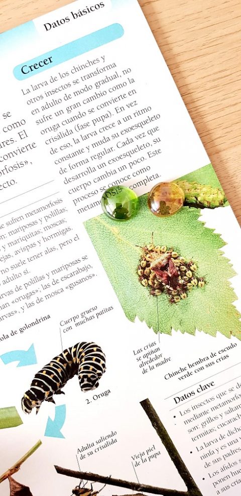 Colección de Cuadernos de Trabajo. INSECTOS - La Casa Curiosa