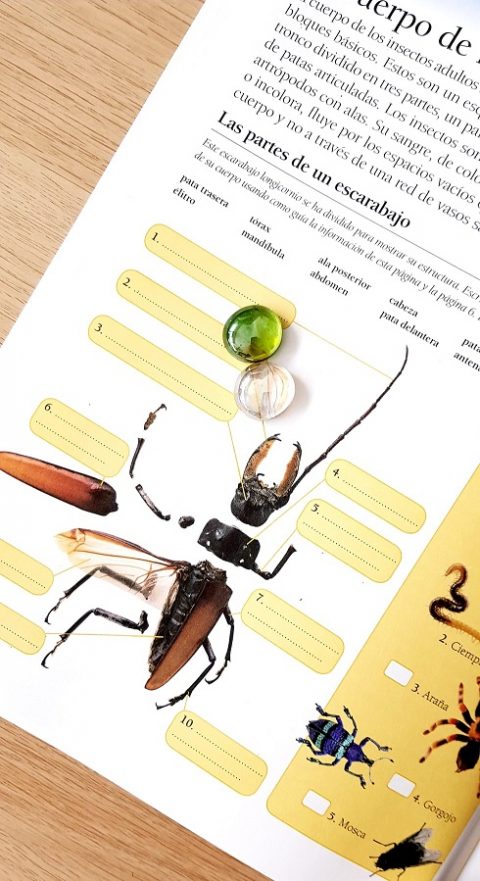 Colección de Cuadernos de Trabajo. INSECTOS - La Casa Curiosa