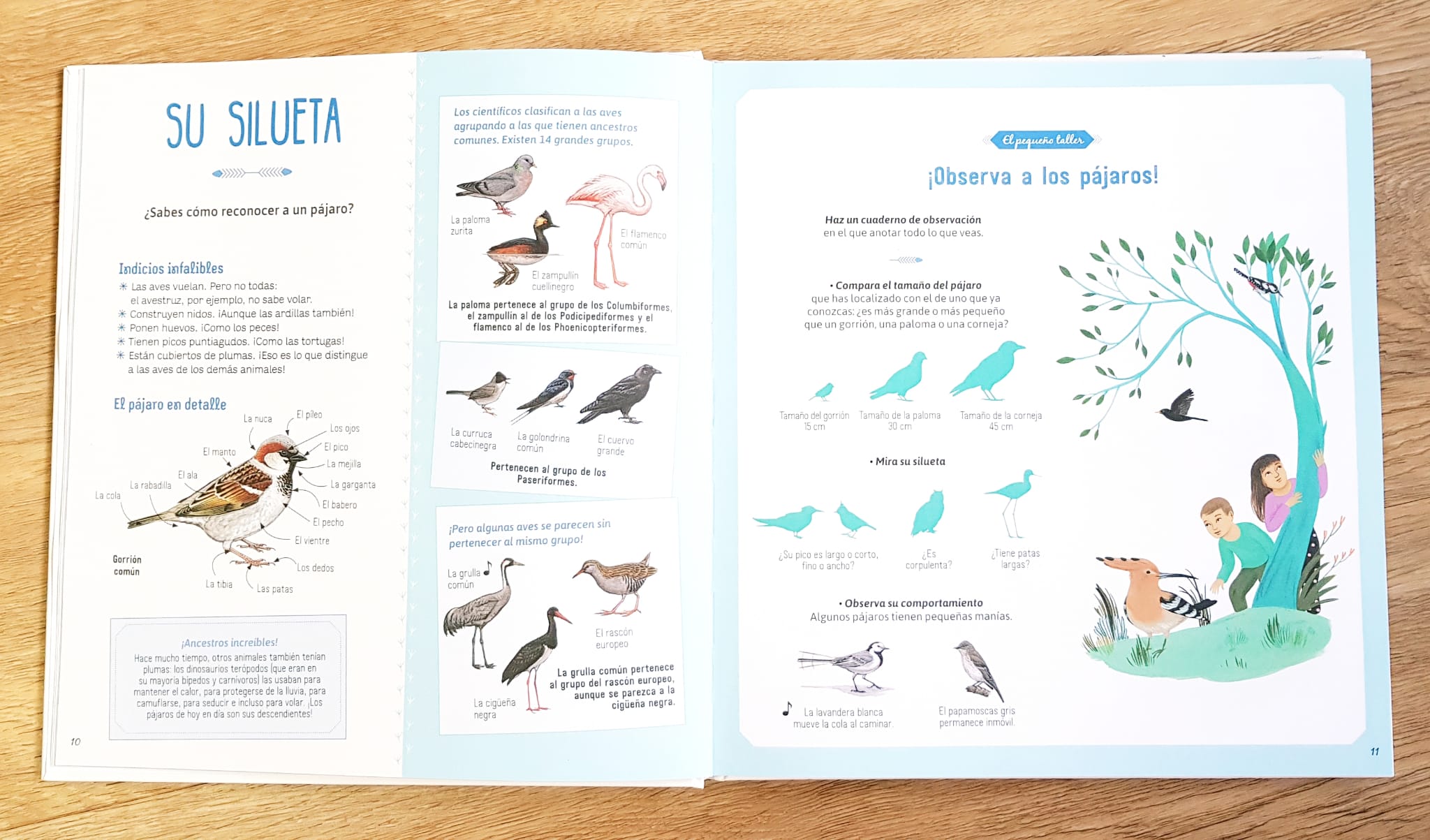 EL LIBRO DE LOS PÁJAROS - La Casa Curiosa