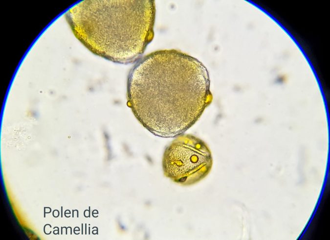 MICROSCOPIO ÓPTICO. Parte 1: nuestra experiencia - La Casa Curiosa