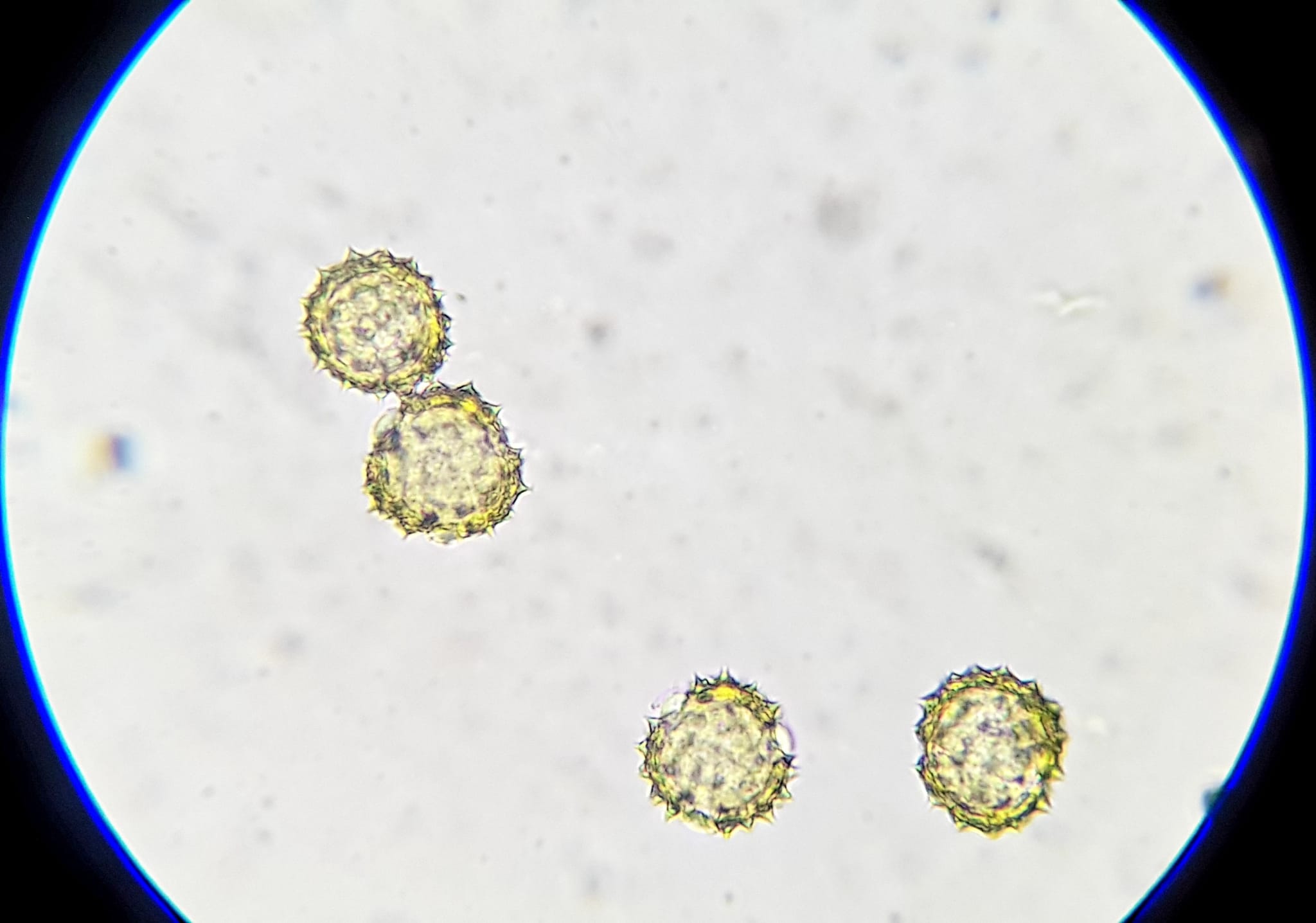 MICROSCOPIO ÓPTICO. Parte 1: nuestra experiencia - La Casa Curiosa