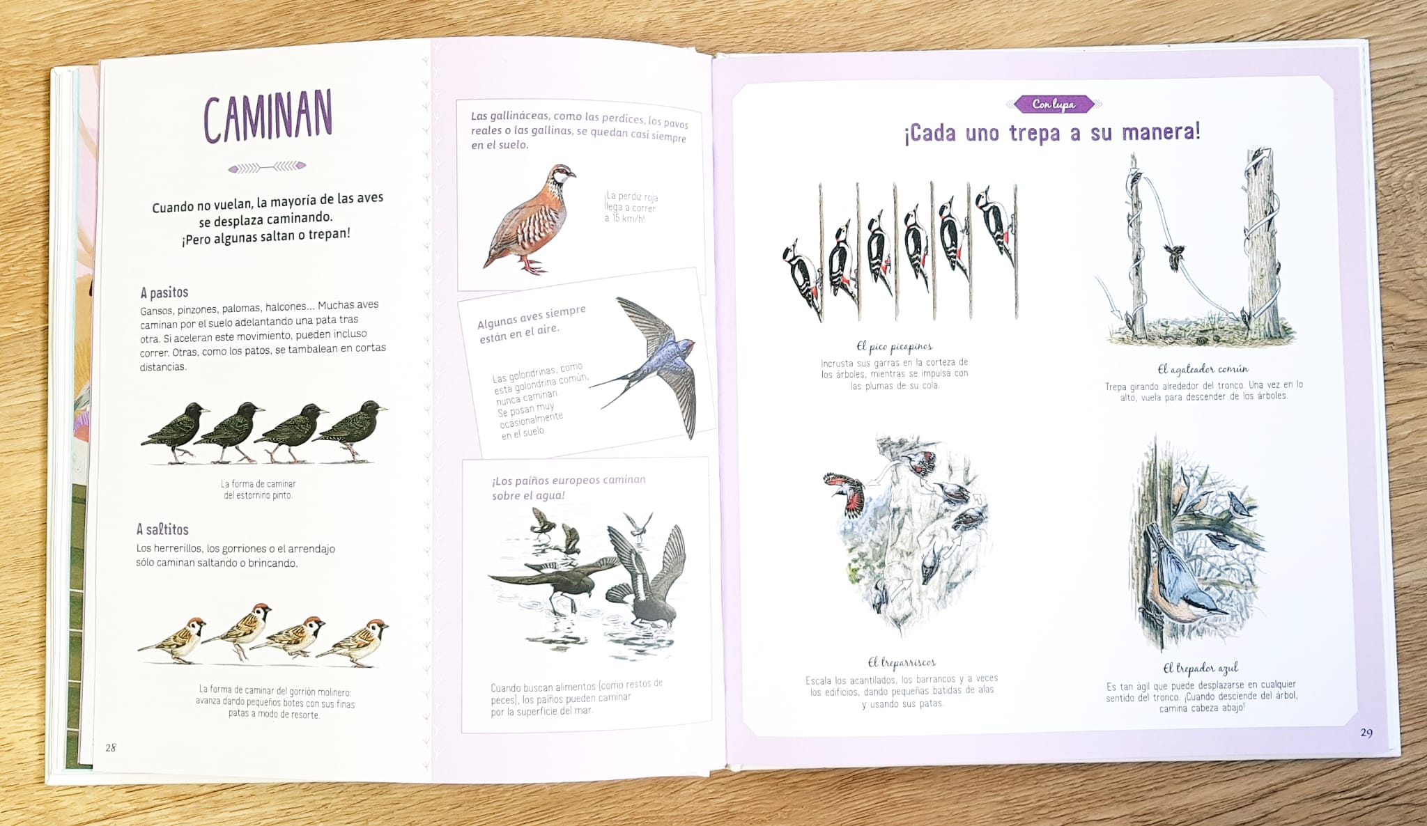 EL LIBRO DE LOS PÁJAROS - La Casa Curiosa