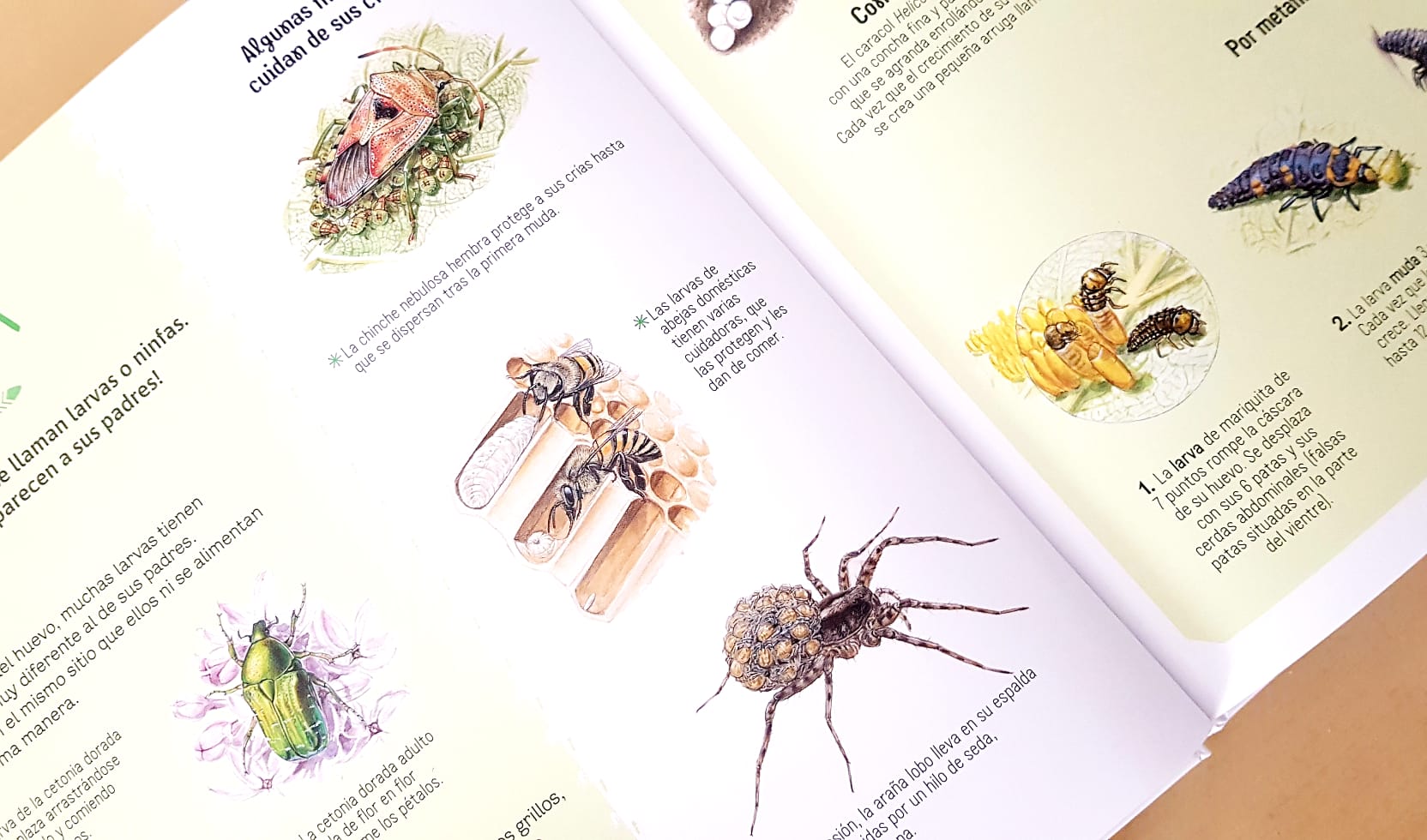 EL LIBRO DE LOS BICHOS - La Casa Curiosa