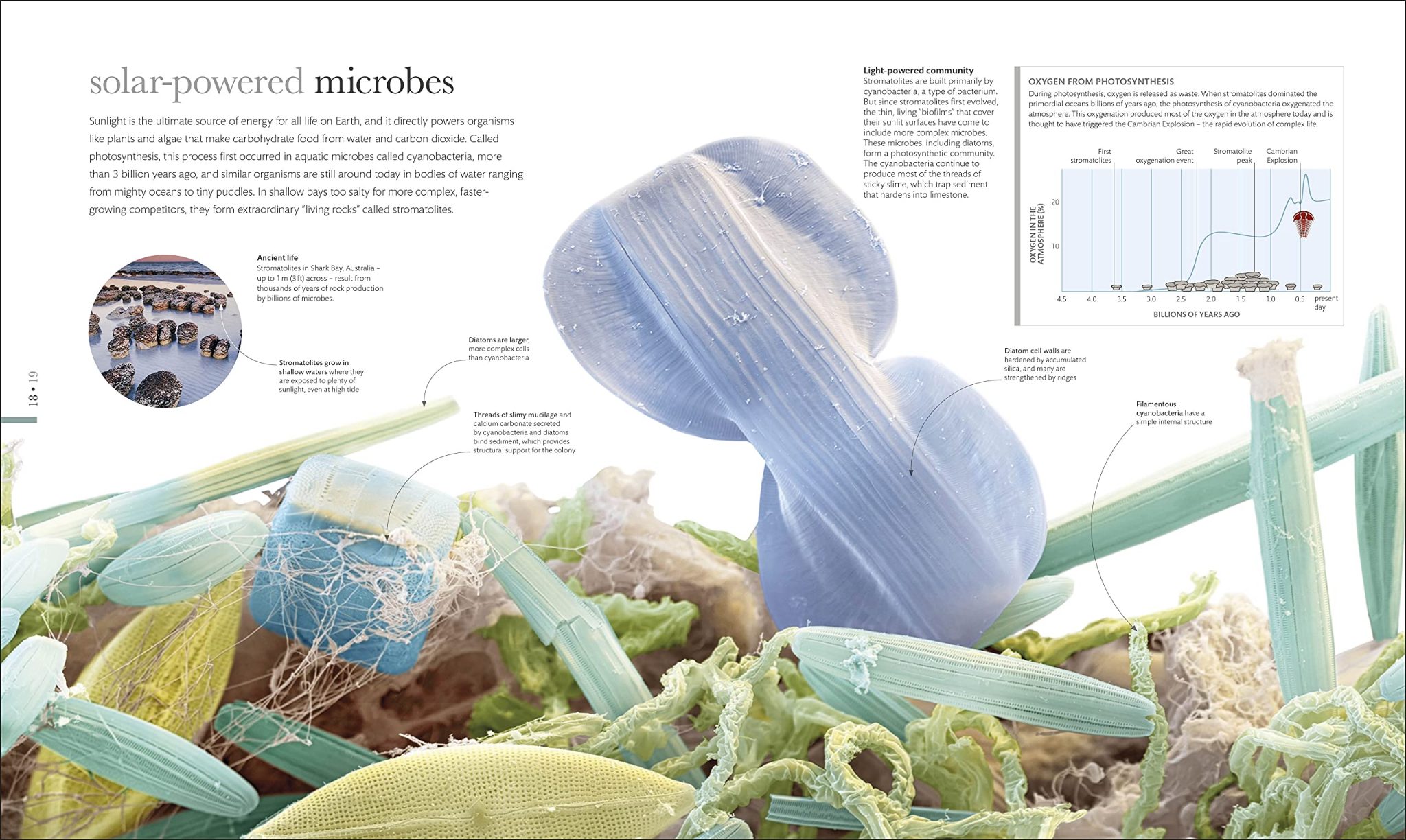 MICRO LIFE: Miracles of the Miniature World Revealed - La Casa Curiosa