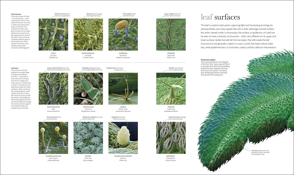 MICRO LIFE: Miracles of the Miniature World Revealed - La Casa Curiosa