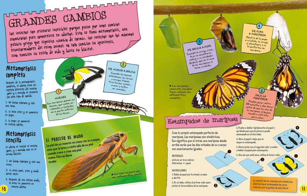 PROYECTO INSECTOS - La Casa Curiosa
